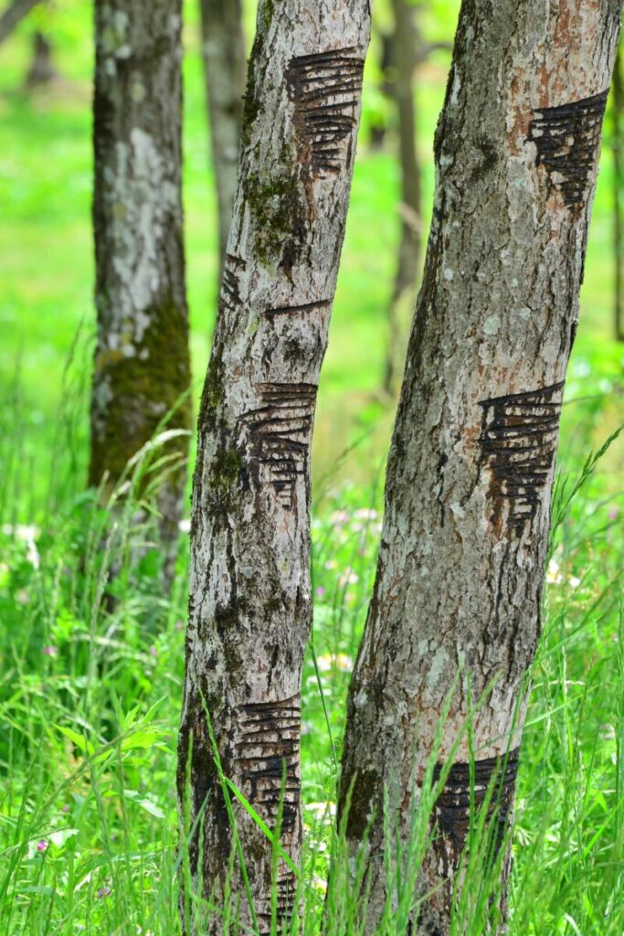 Unveiling the Timeless Beauty of Japanese Urushi Craftsmanship in Tokyo ...